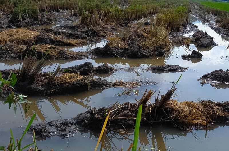 View of Paddy Fields after Rice Harvest Stock Photo - Image of swamp ...