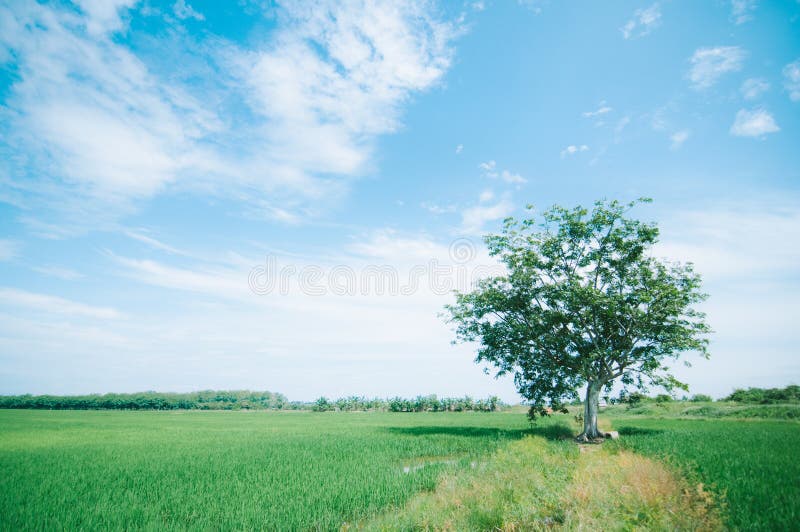 View of Paddy Fields and Shady Trees. Stock Image - Image of asian ...