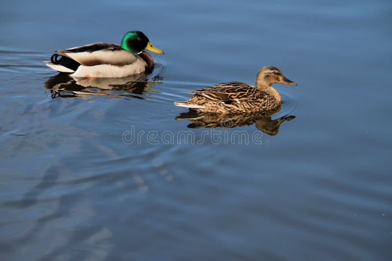 Pair of Mallard Ducks Sitting on Greek Seashore. Top View Stock Image ...