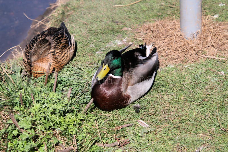 Pair of Mallard Ducks Sitting on Greek Seashore. Top View Stock Image ...