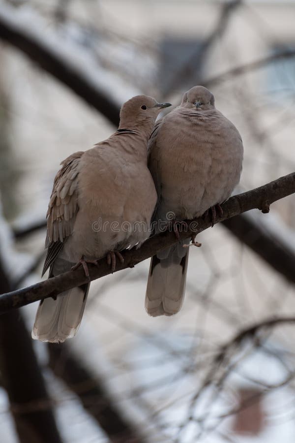 Two Romantic Eurasian Collared Doves Streptopelia Decaocto Surrounded ...