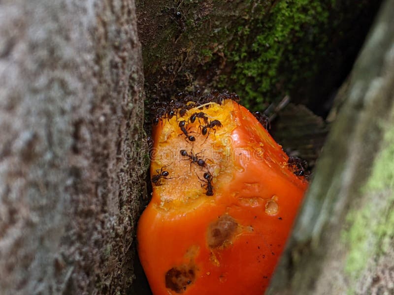 View of a Palm Fruit Visited by Small Ants. Stock Photo - Image of ...