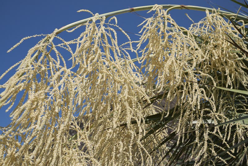 Palm inflorescence closeup stock photo. Image of pollen - 152473458