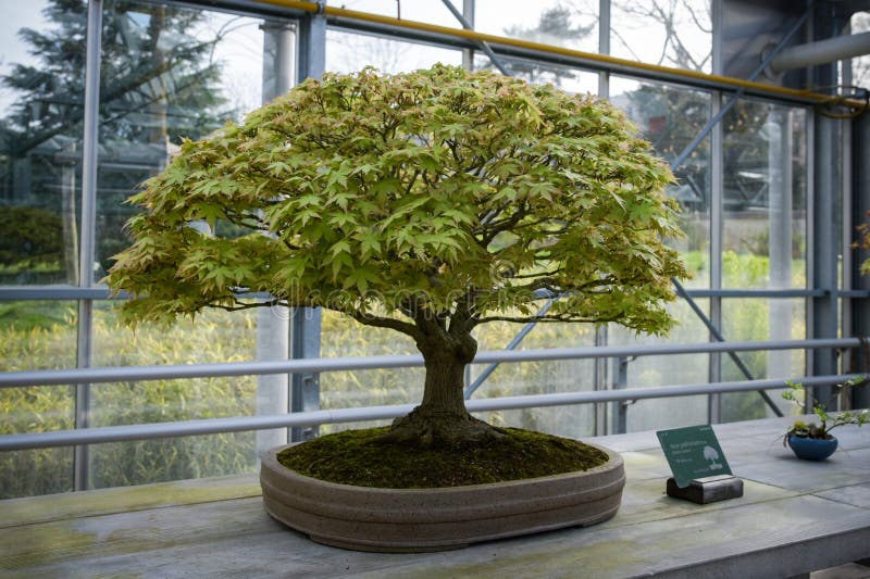 View of a Palm Maple in a Botanic Garden Stock Image - Image of palm ...