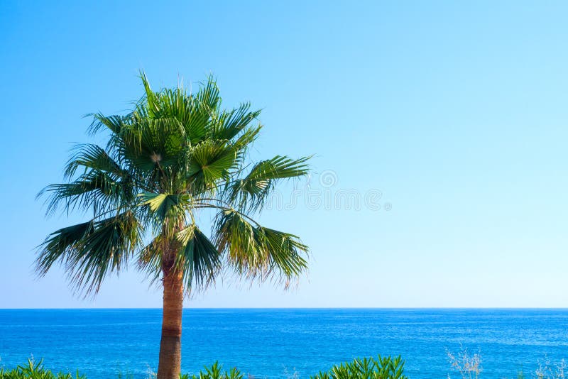 View of a Palm beside Sea, Sunny Day, Holiday Concept Stock Image ...