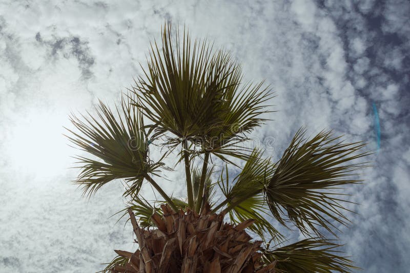 View of a Palm Tree from Below Against a Light, Cloudy Sky Stock Image ...