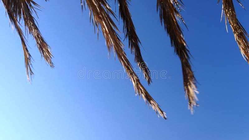 View of a Palm Tree Branches Swaying Against a Blue Sky during a Windy ...