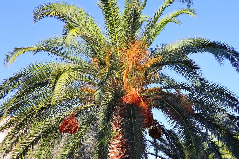View of Palm Tree Crown in Front of Blue Sky Stock Photo - Image of ...