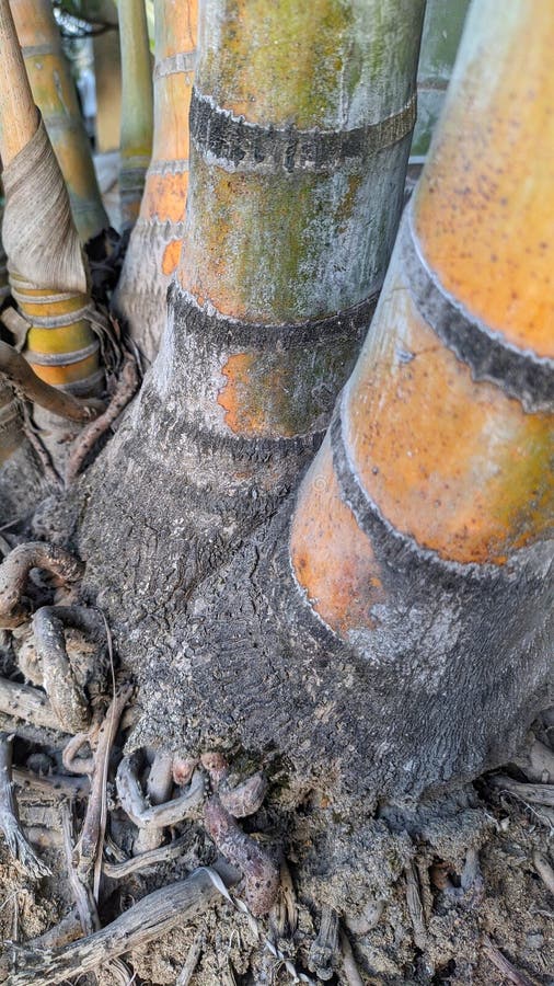 View of Palm Tree Roots and Trunk Stock Image - Image of yellow, root ...