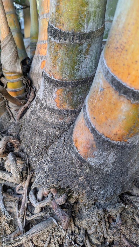 View of Palm Tree Roots and Trunk Stock Image - Image of yellow, root ...