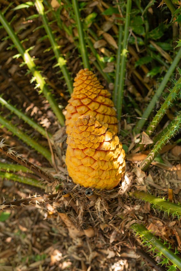 View of a Palm Tree Seed Pod Stock Photo - Image of vegetation, natural ...