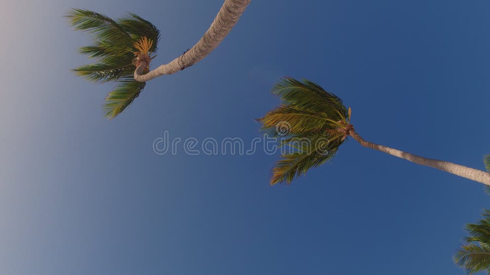 View of the Palm Trees from Below. Dominica Stock Photo - Image of ...
