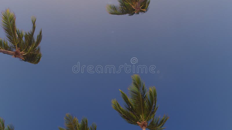 View Palm Trees Below Dominica Stock Photos - Free & Royalty-Free Stock ...