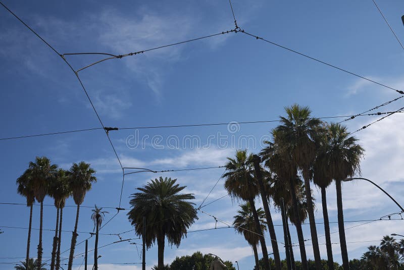 View of Palm Trees and Electric Cables Editorial Stock Photo - Image of ...