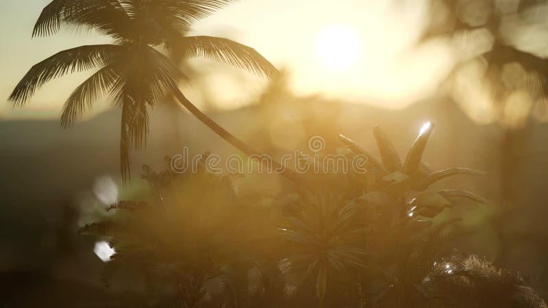 View of the Palm Trees in Fog 3 Stock Video - Video of caribbean, india ...