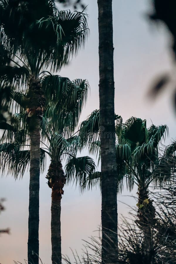 View of Palm Trees in Phoenix Park in Nice Stock Image - Image of ...
