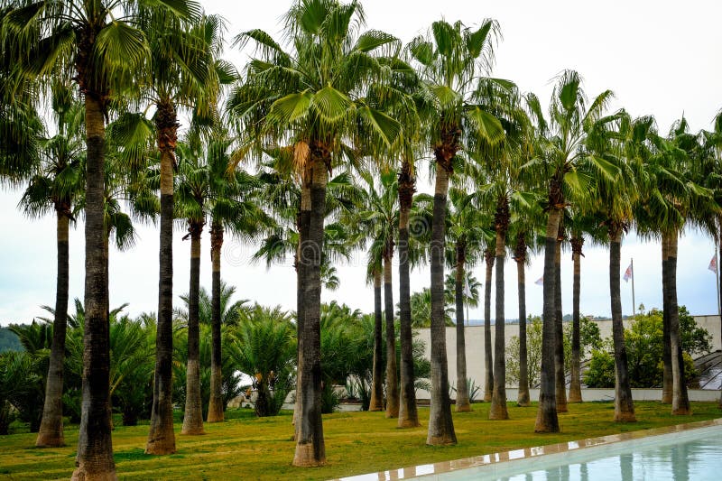 View of Palm Trees from the Walkway Under the Plants Stock Photo ...