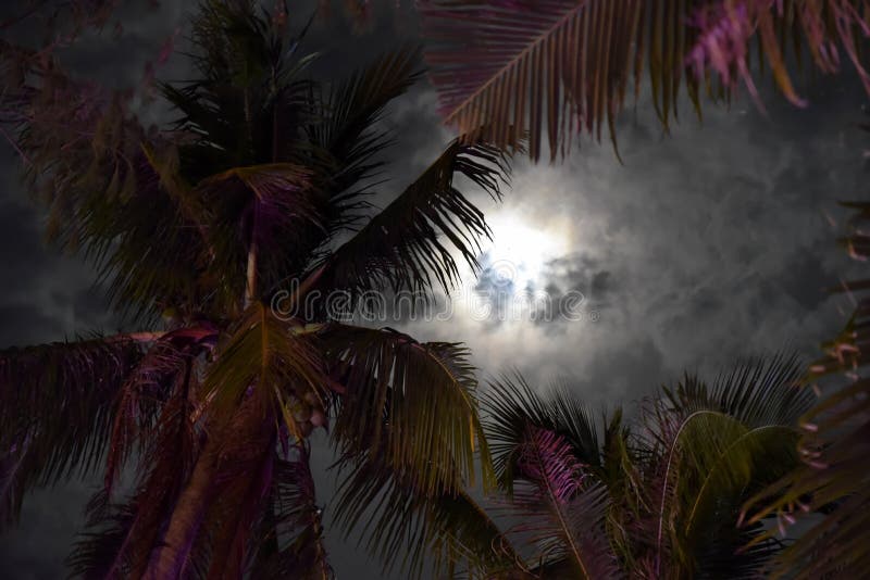 The View of Pals Trees and Moon at Night, Boracay Island, Philippines ...
