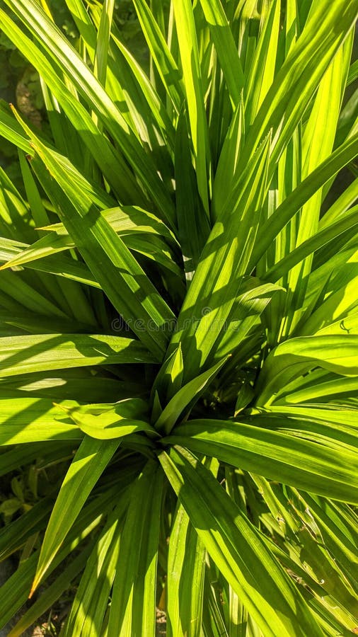 View of pandan leaves tree stock photo. Image of color - 289109784