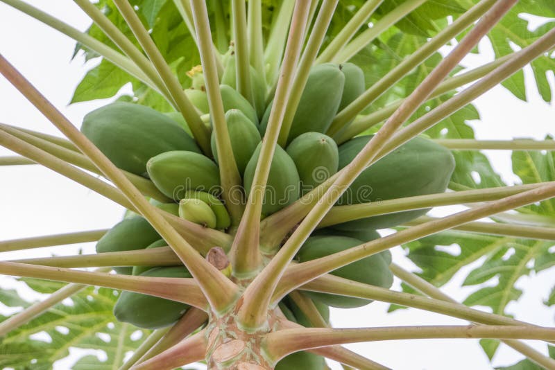 View of Papaya Tree with Detailed Growing Papayas, Typically Tropical ...