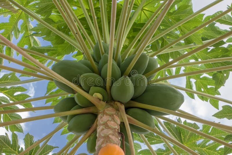 View of Papaya Tree with Detailed Growing Papayas, Typically Tropical ...