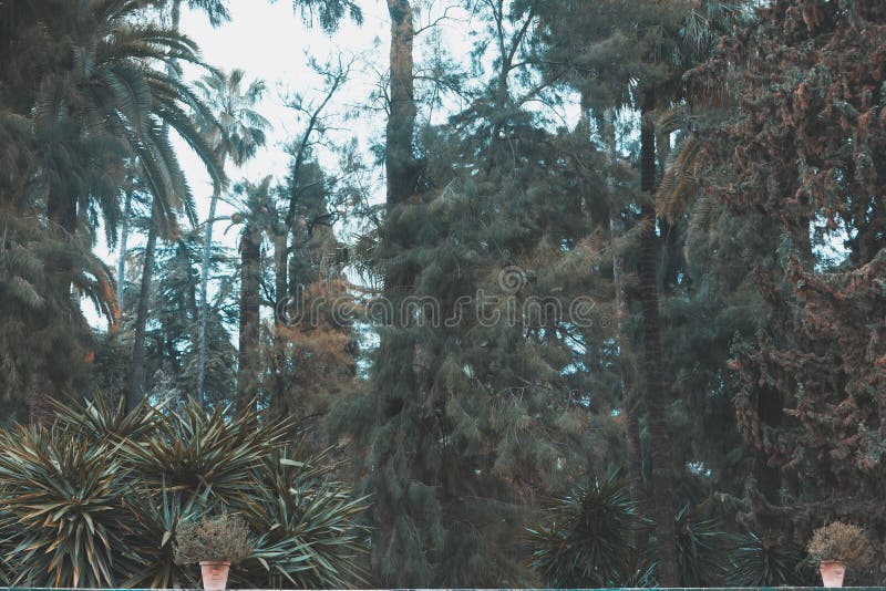 View of a Park Crowded with Different Trees on a Cloudy Day Stock Photo ...