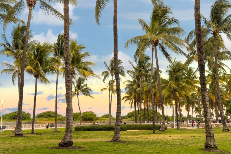 View of the Park Full of Palm Trees in Front of the Miami Beach ...