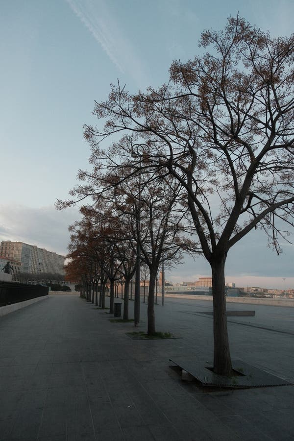 The View from a Park Looking at Some Trees and Benches Stock Photo ...