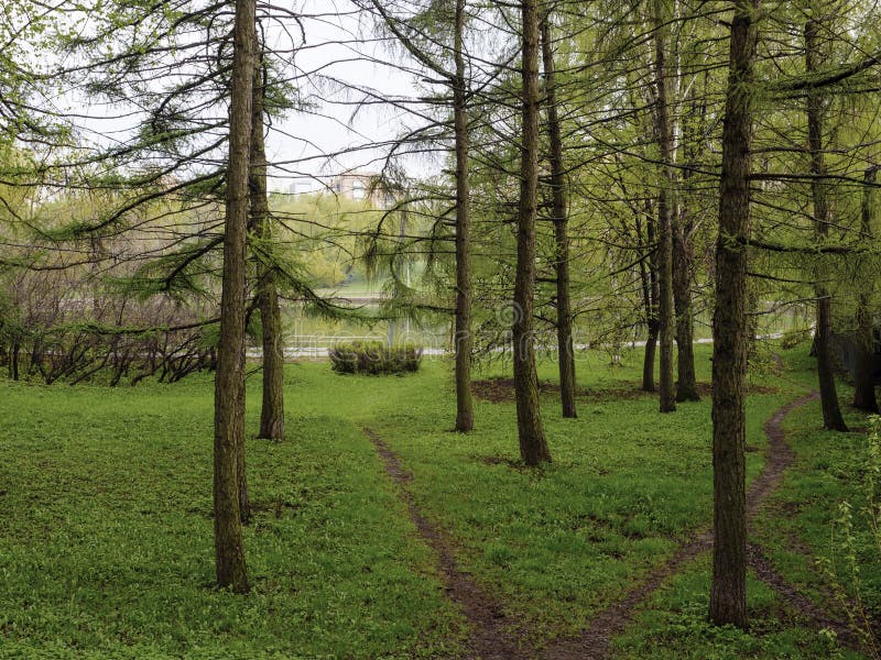 View of the Park in Spring after Rain Stock Image - Image of blooms ...