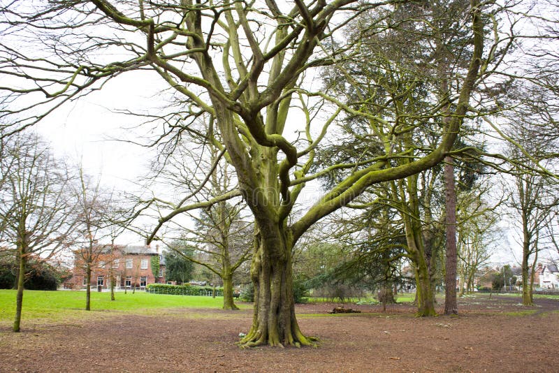 A View of the Park and Very Old Tree. Stock Image - Image of ecology ...