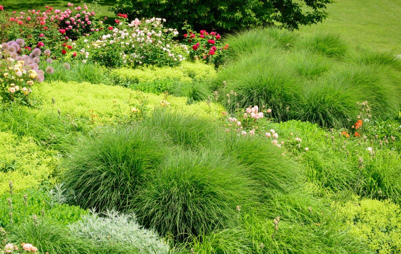 View of a Part of the Garden with Green Grass and Roses in the Distance ...