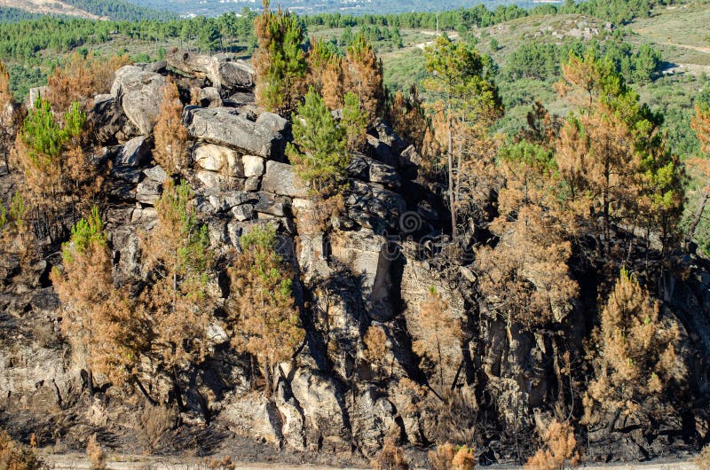 View of Part of a Mountain Affected by Forest Fire Stock Image - Image ...