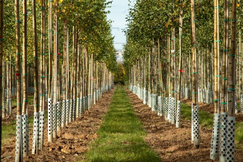 347 Maple Tree Rows Stock Photos - Free & Royalty-Free Stock Photos ...