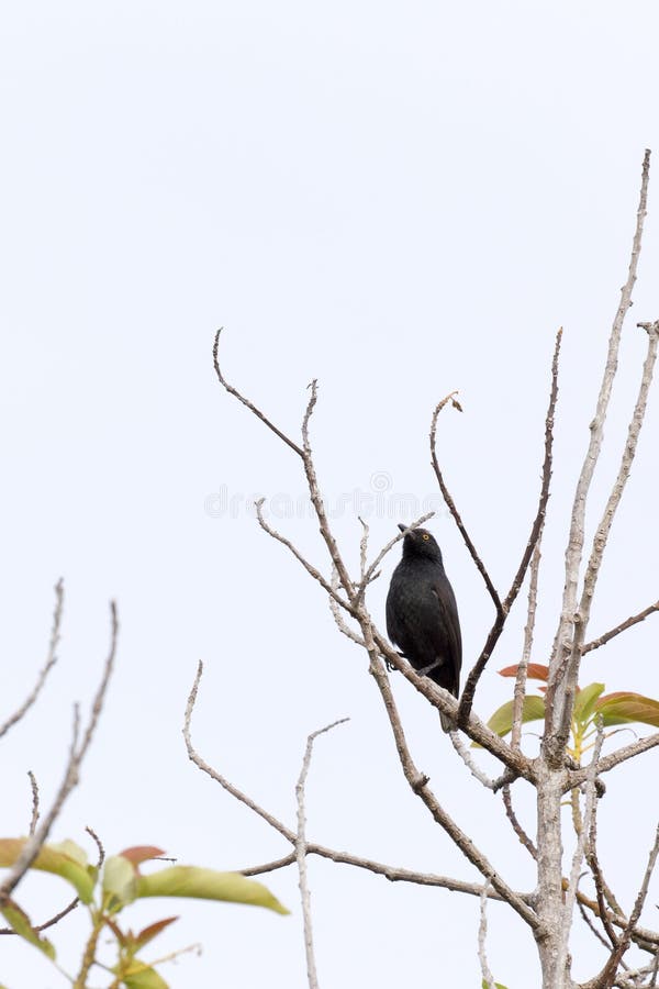 View of Passeriformes, Bird on Tree Stock Image - Image of bird, male ...