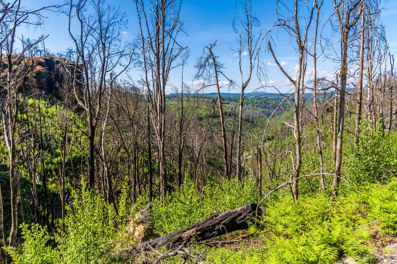 A View Past Trees from the Middle Section of the Path Leading To the ...