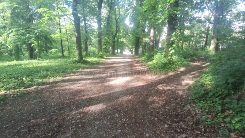 A View of the Path Down the Alley. the Path through the Avenue of ...