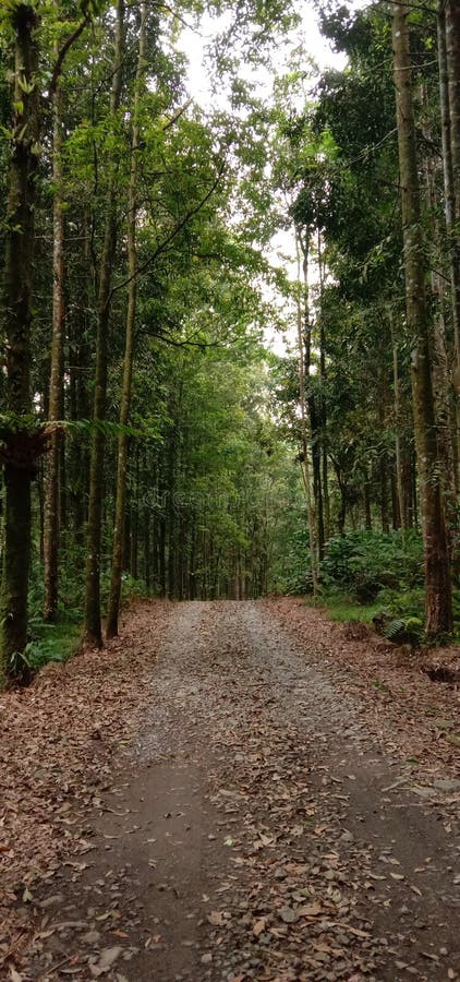View path in forest stock photo. Image of tree, woodland - 233316418