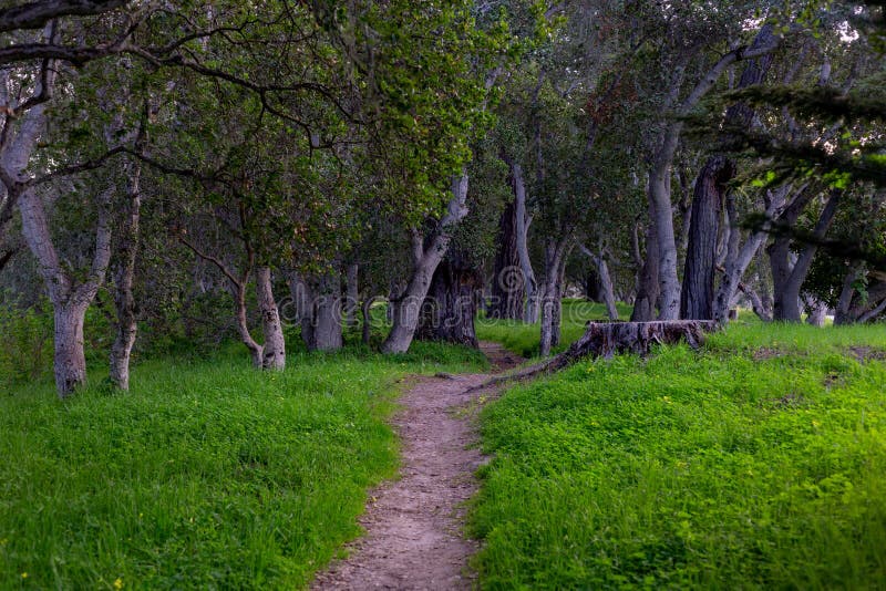 A View on the Path in the Forest Stock Photo - Image of green, view ...