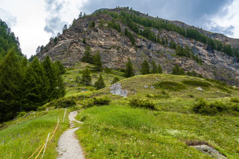 View of the Path through an Green Alpine Meadow. Stock Image - Image of ...