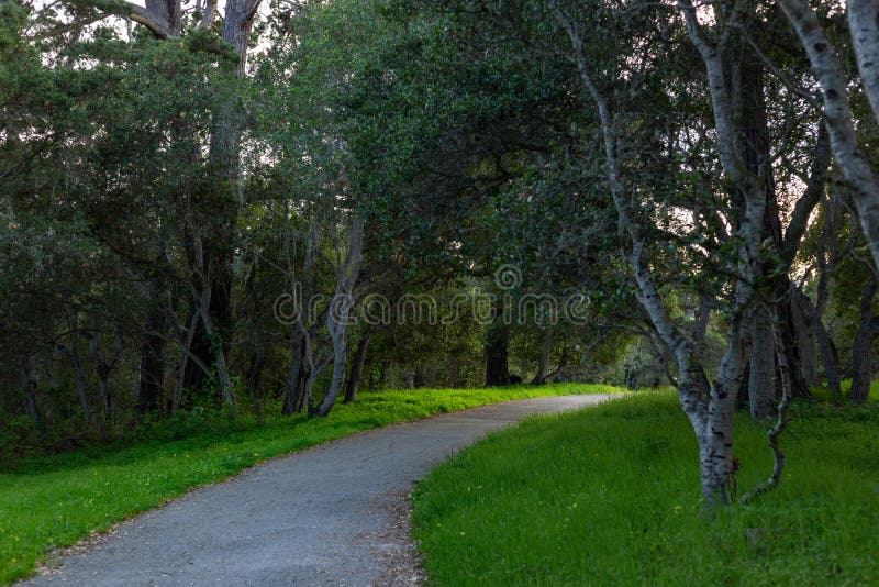 A View on the Path in the Forest Stock Image - Image of bright, white ...