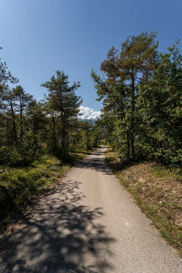 View of a Path Inside a Little Forest Stock Image - Image of inside ...