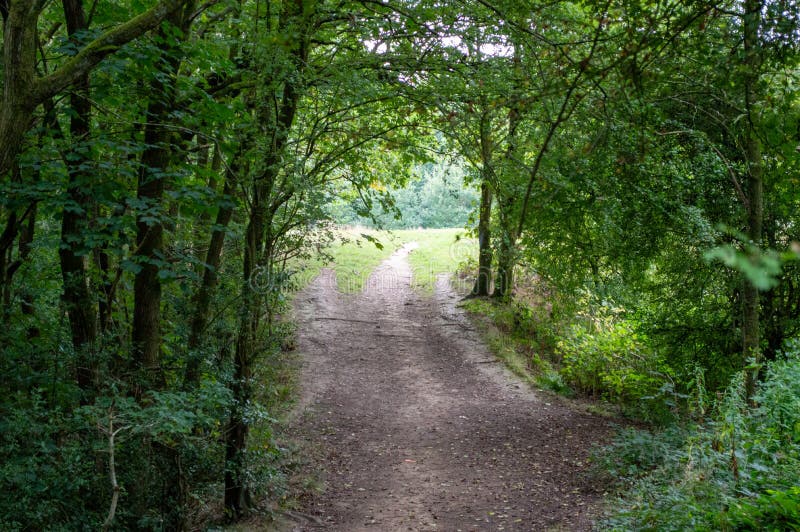 View of Path Leaving a Forest and Going into a Clearing Stock Photo ...
