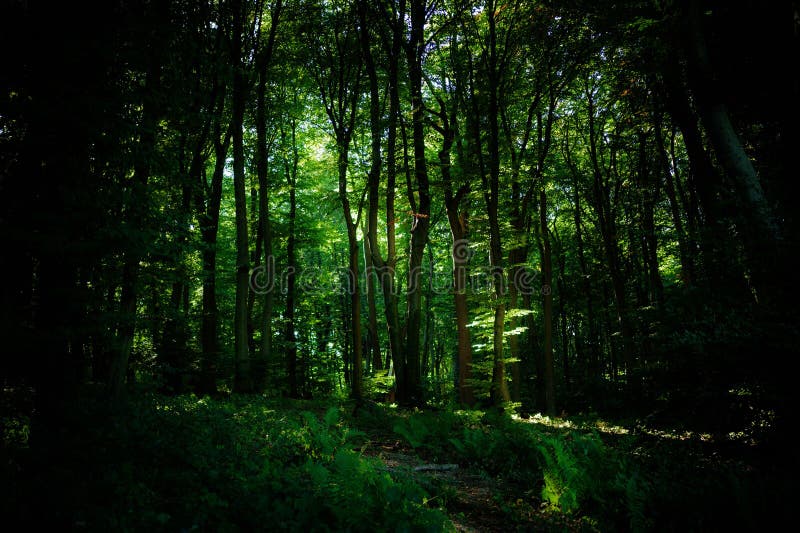 View of Path Surrounded by Dense Trees in Forest Stock Photo - Image of ...