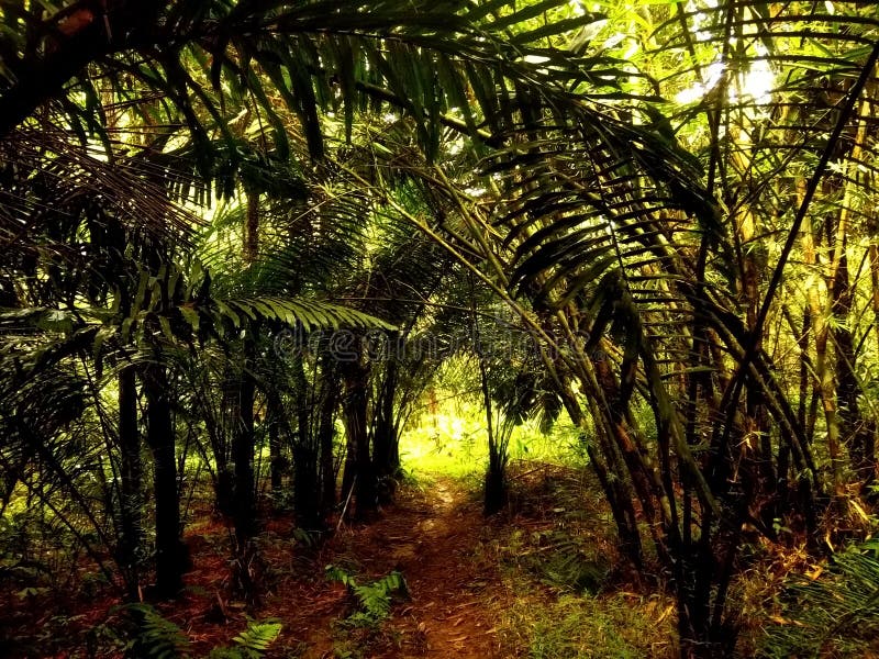 View of the Path Surrounded by Palm Trees Stock Image - Image of flower ...