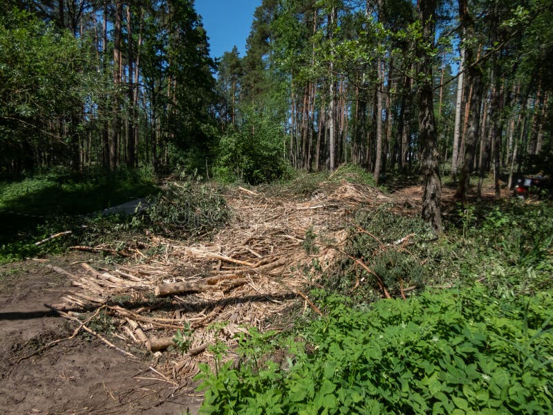 View of a Path of Tree Branches and Logs for Forest Machinery in the ...