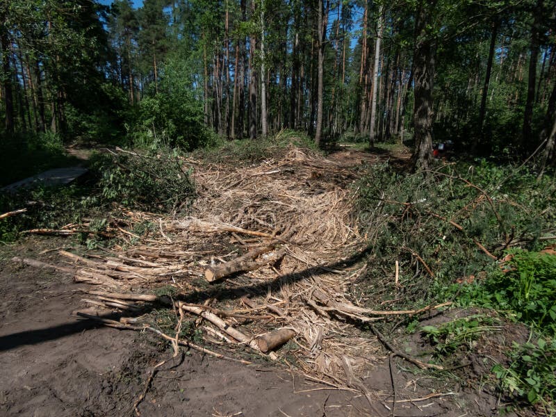 View of a Path of Tree Branches and Logs for Forest Machinery in the ...