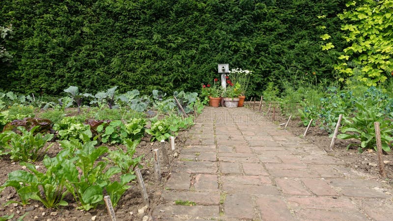 Vegetable Garden Path stock image. Image of garden, gardening - 240151499