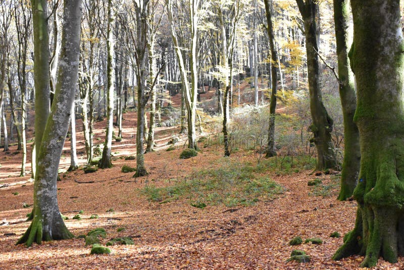 View Path in the Wood Covered by Leaves Stock Photo - Image of nature ...