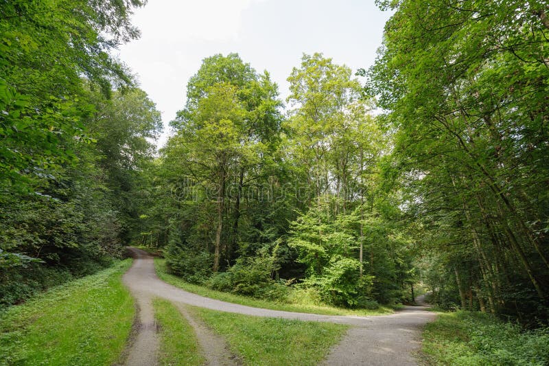 View of Paths in a Green Forest with Trees Under Bright Sky Stock Photo ...