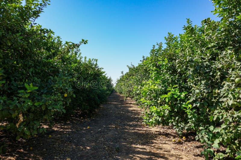 View of a Pathway in the Middle of Growing Oranges Tree on a Farm Stock ...